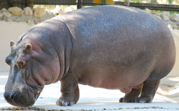 A brand as strong as a Hippo - In through the outfield